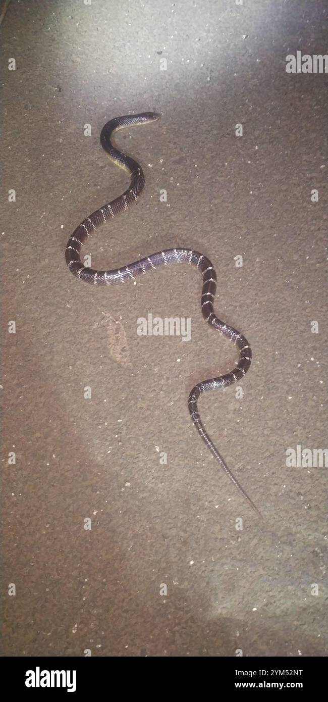Common Krait (Bungarus caeruleus Stock Photo - Alamy