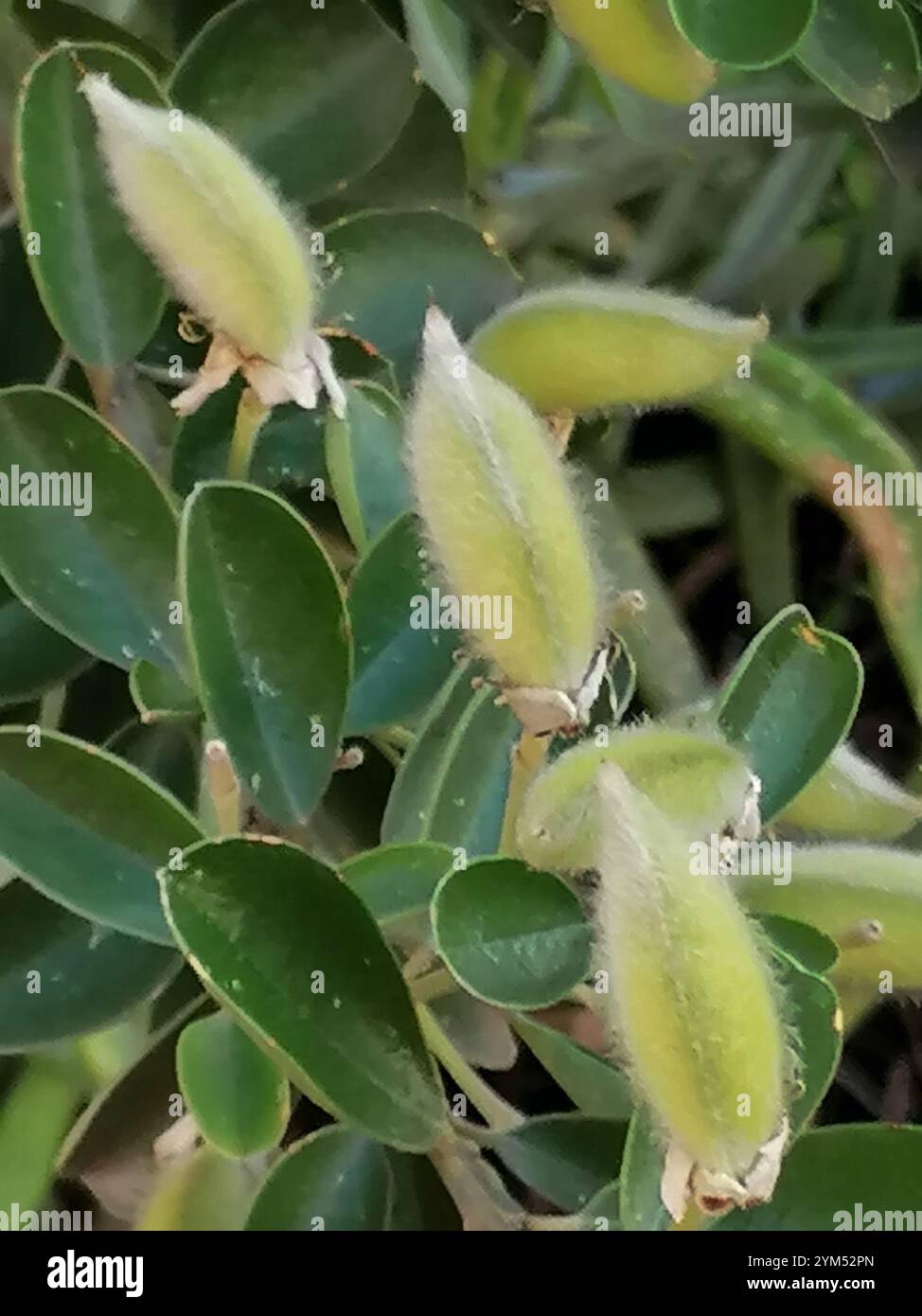 Water blossom pea (Podalyria calyptrata Stock Photo - Alamy