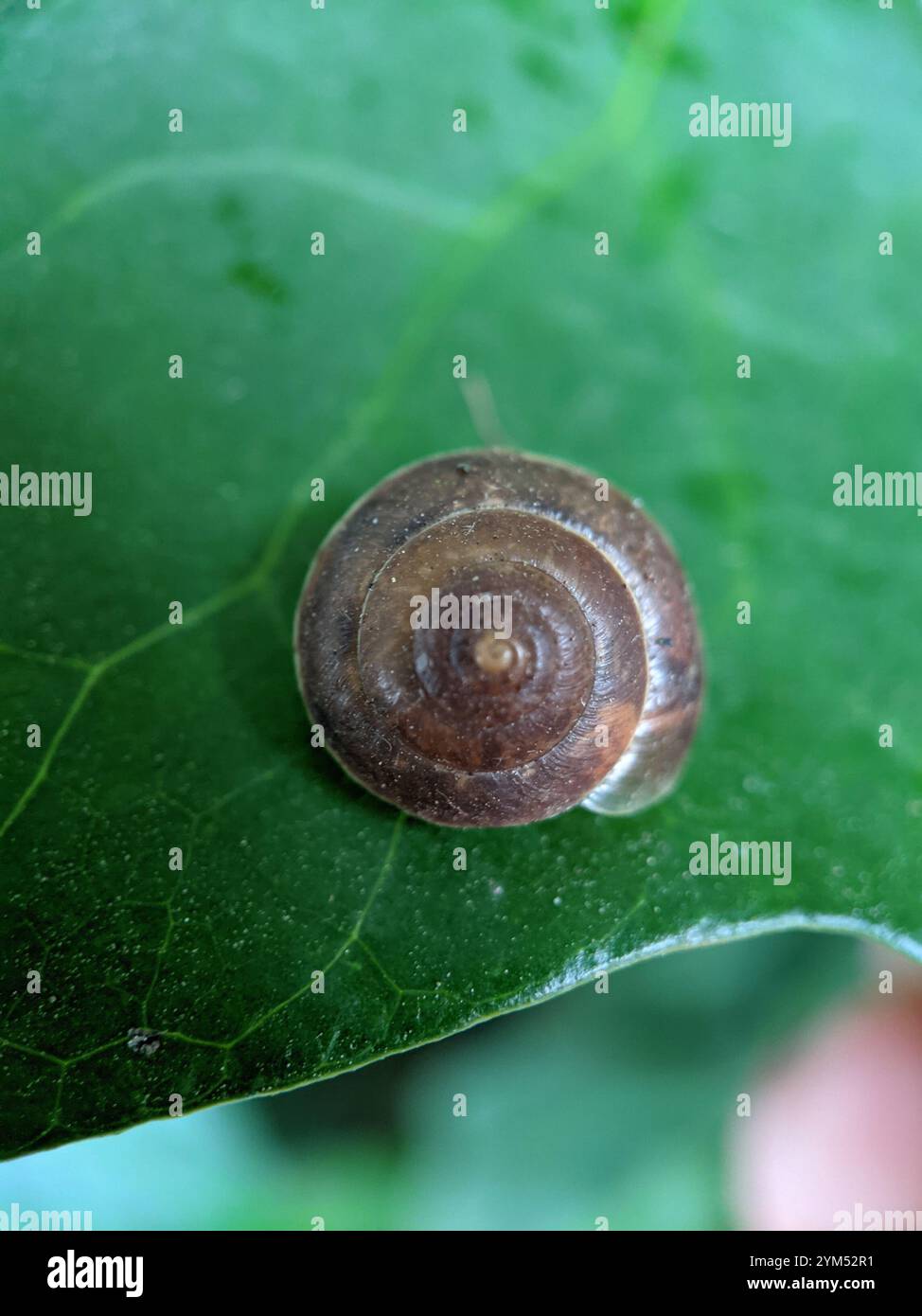 Girdled Snail (Hygromia cinctella Stock Photo - Alamy