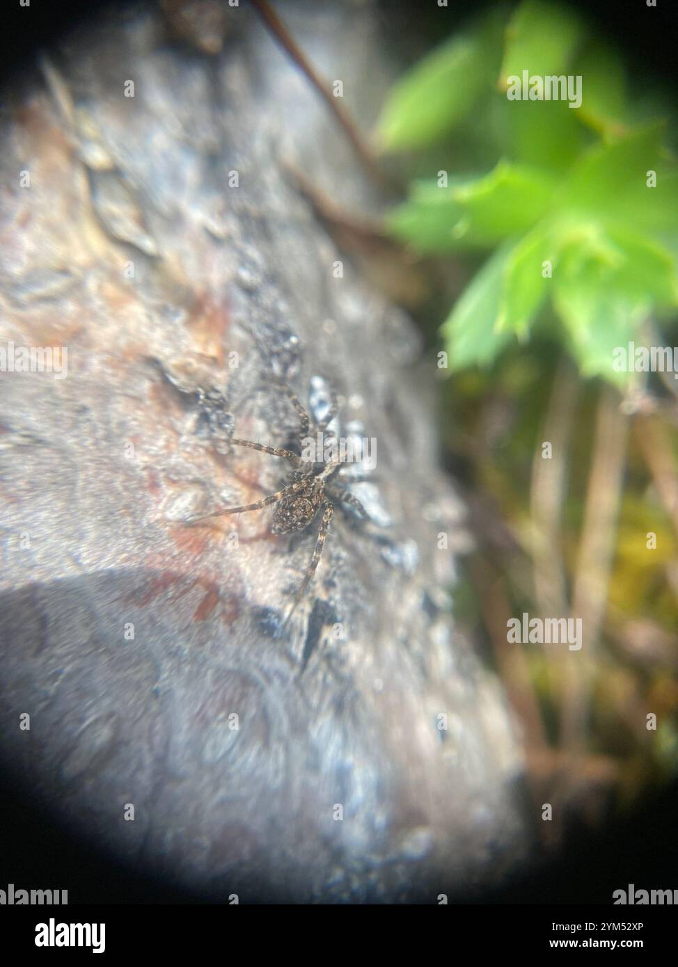 Thin-legged Wolf Spiders (Pardosa Stock Photo - Alamy