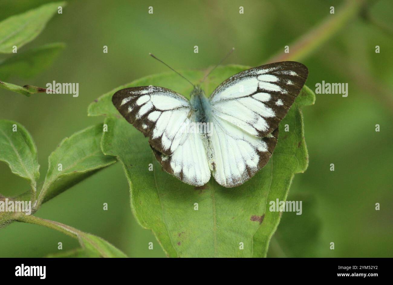 Common Gull (Cepora nerissa Stock Photo - Alamy