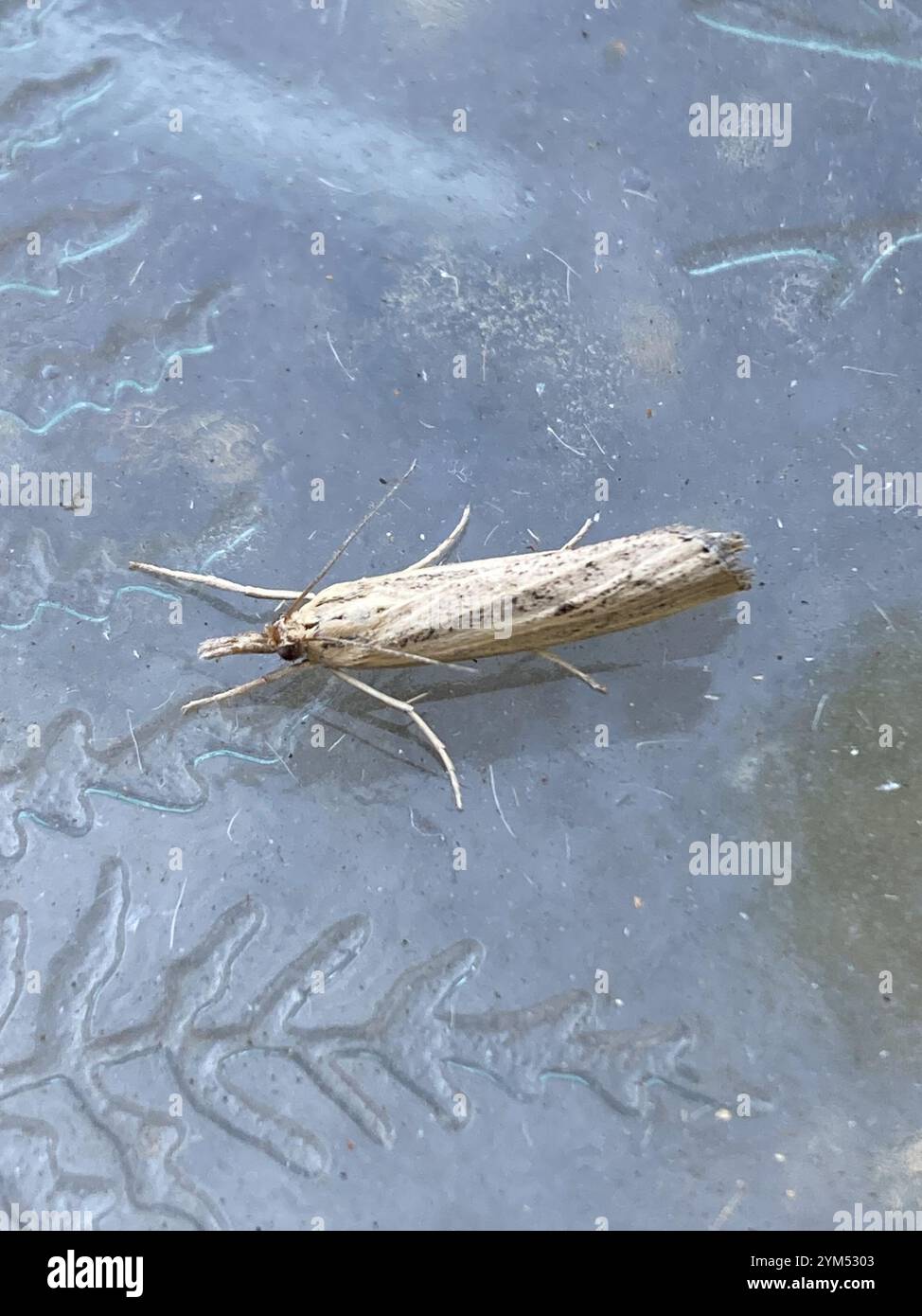 Vagabond Sod Webworm Moth (Agriphila vulgivagellus Stock Photo - Alamy