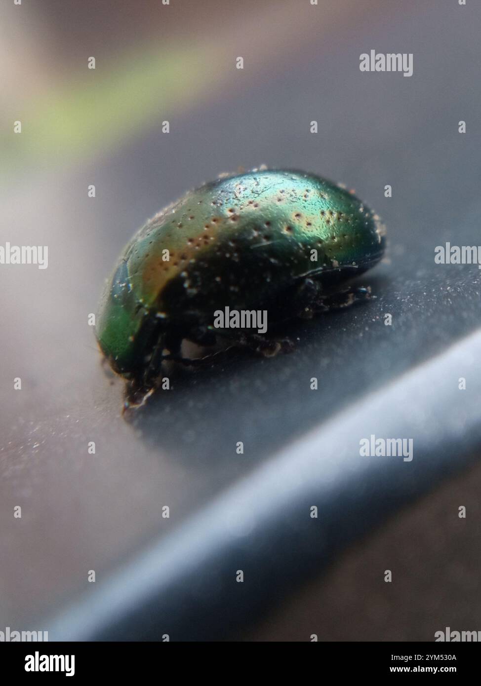 Saint johns wort beetle hi-res stock photography and images - Alamy