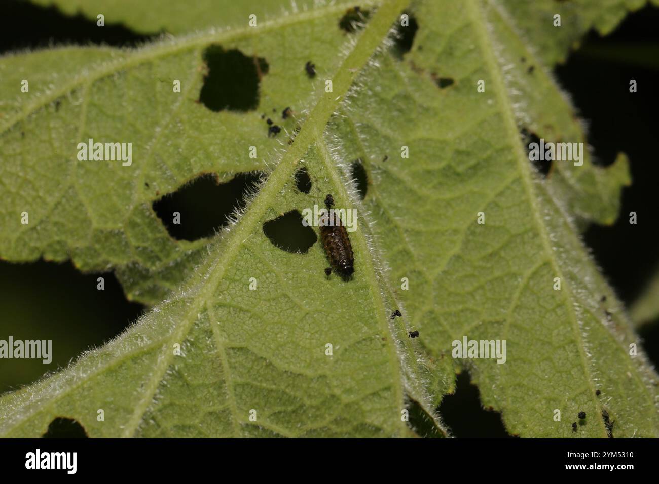 Celery leaf beetle (Phaedon tumidulus Stock Photo - Alamy