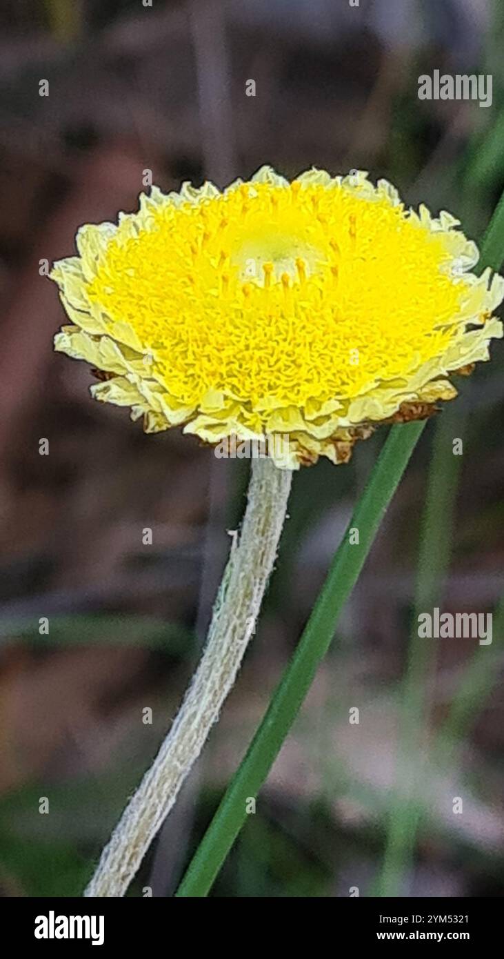 button everlasting (Coronidium scorpioides Stock Photo - Alamy