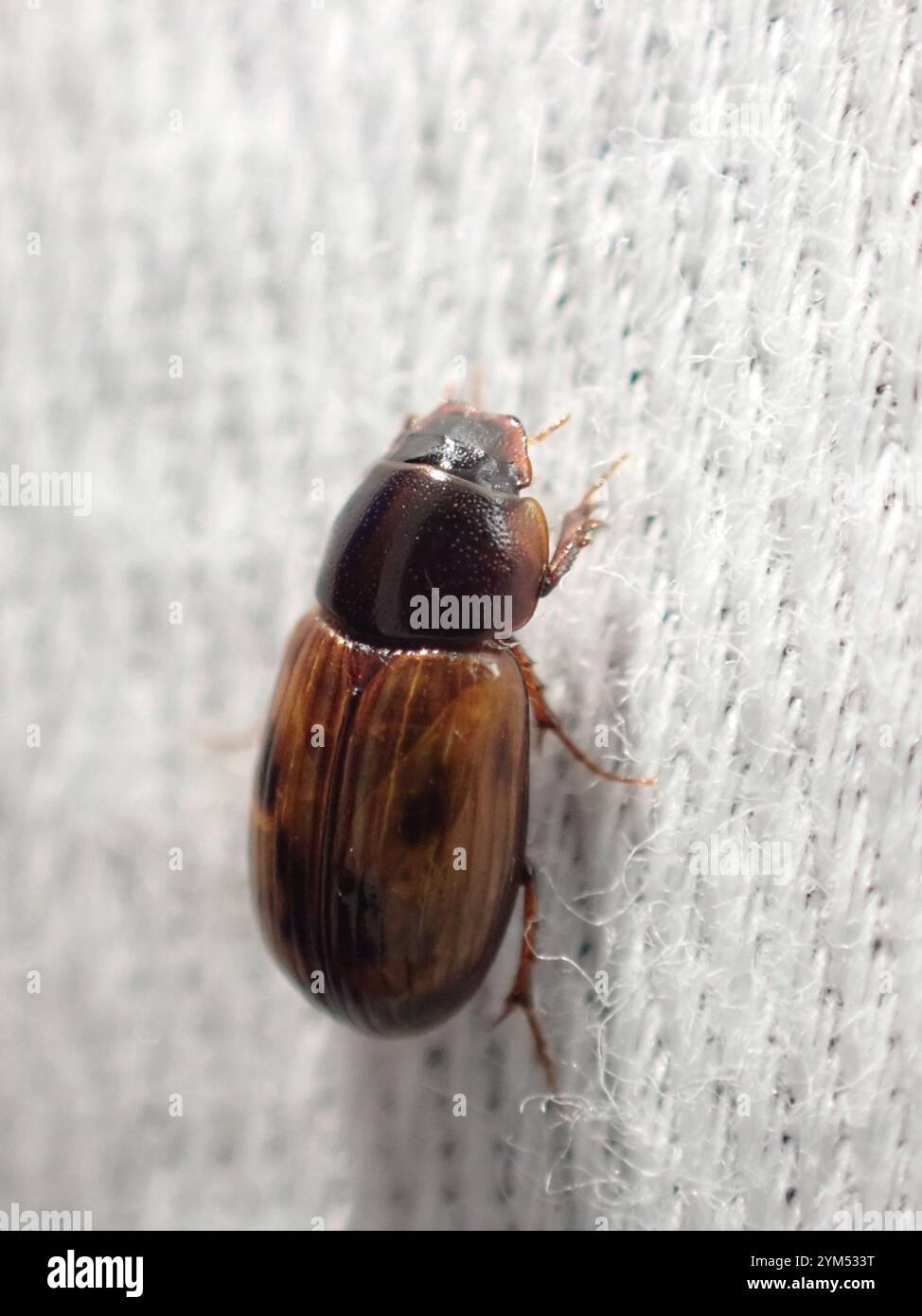 Small Dung Beetles (Aphodiinae Stock Photo - Alamy