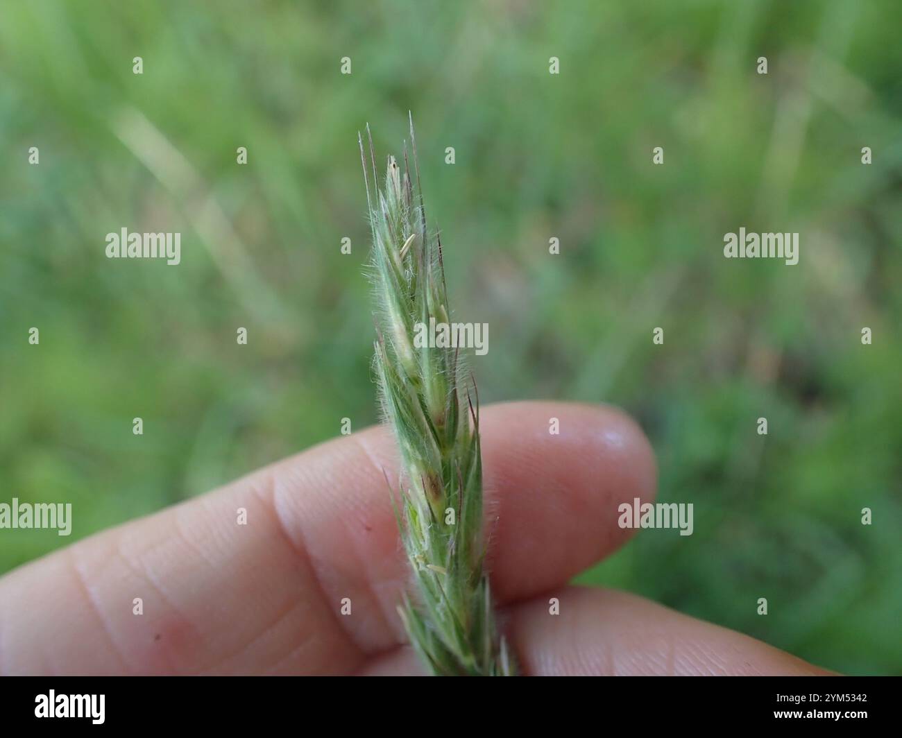 Northwestern Wildrye (Leymus innovatus Stock Photo - Alamy
