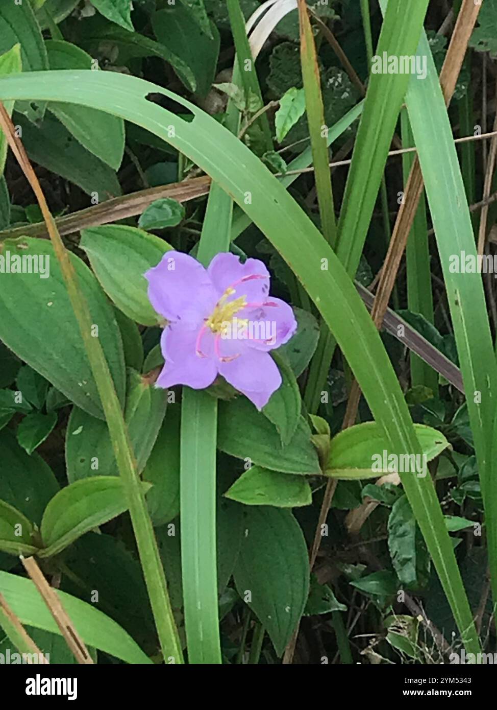 Common Melastoma (Melastoma candidum Stock Photo - Alamy