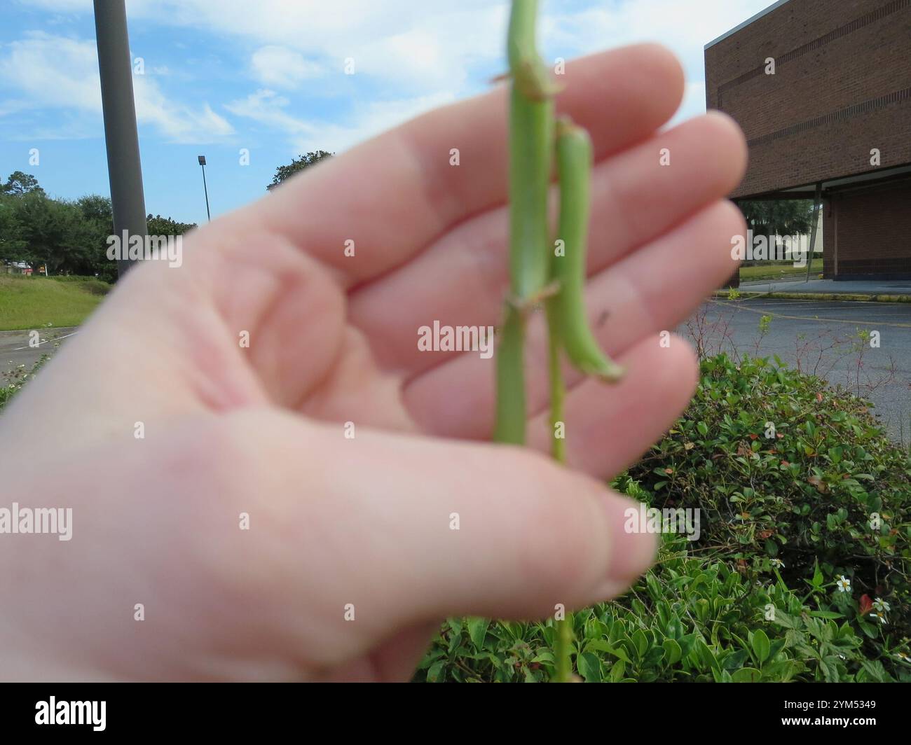 lanceleaf rattlebox (Crotalaria lanceolata Stock Photo - Alamy