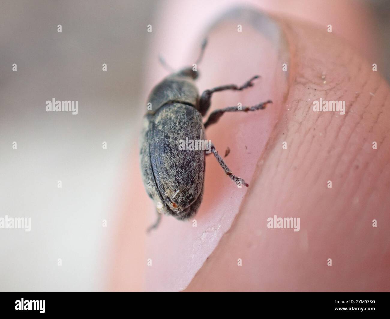 Lesser Knapweed Flower Weevil (Larinus minutus Stock Photo - Alamy