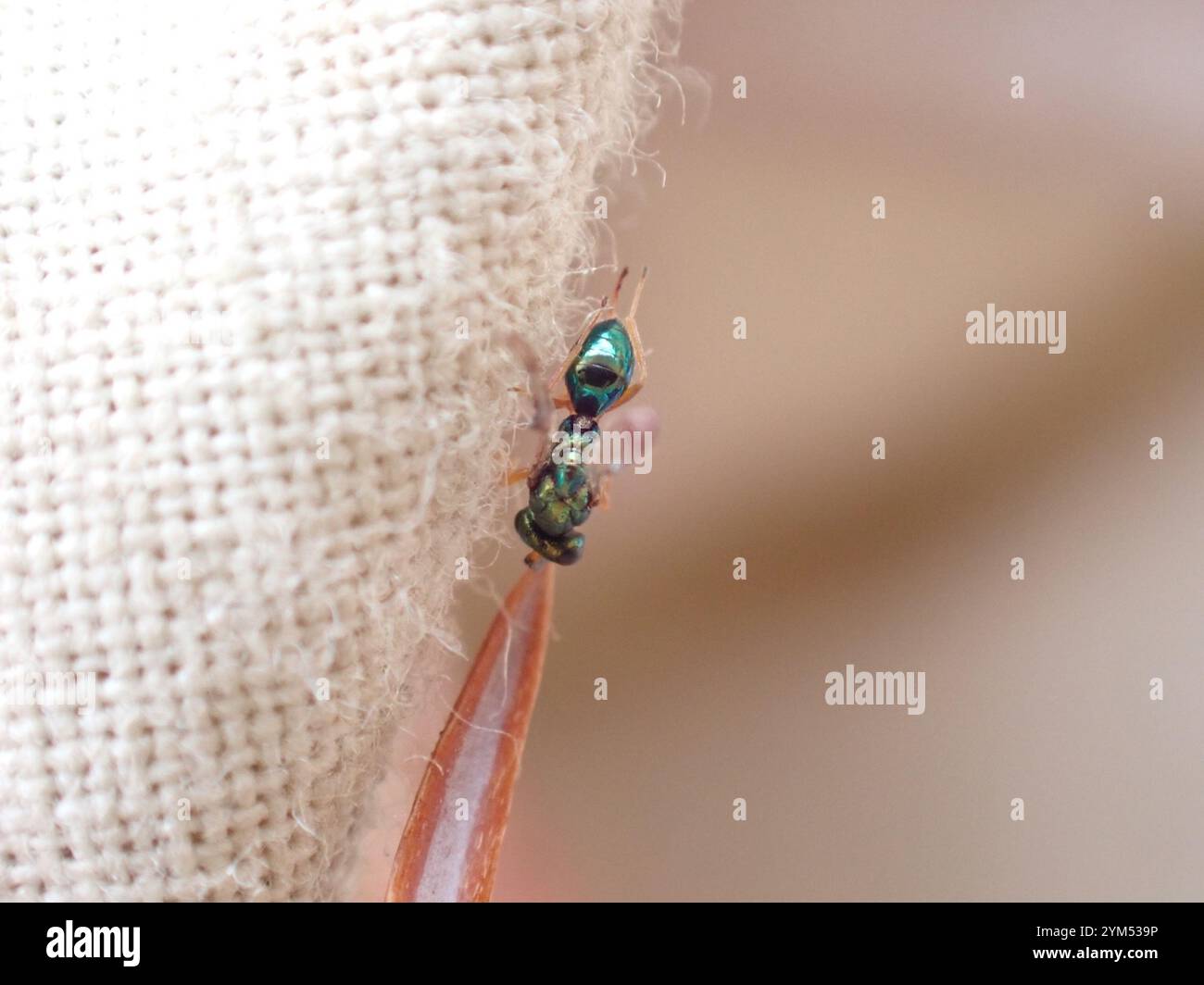 Chalcidoid Wasps (Chalcidoidea Stock Photo - Alamy