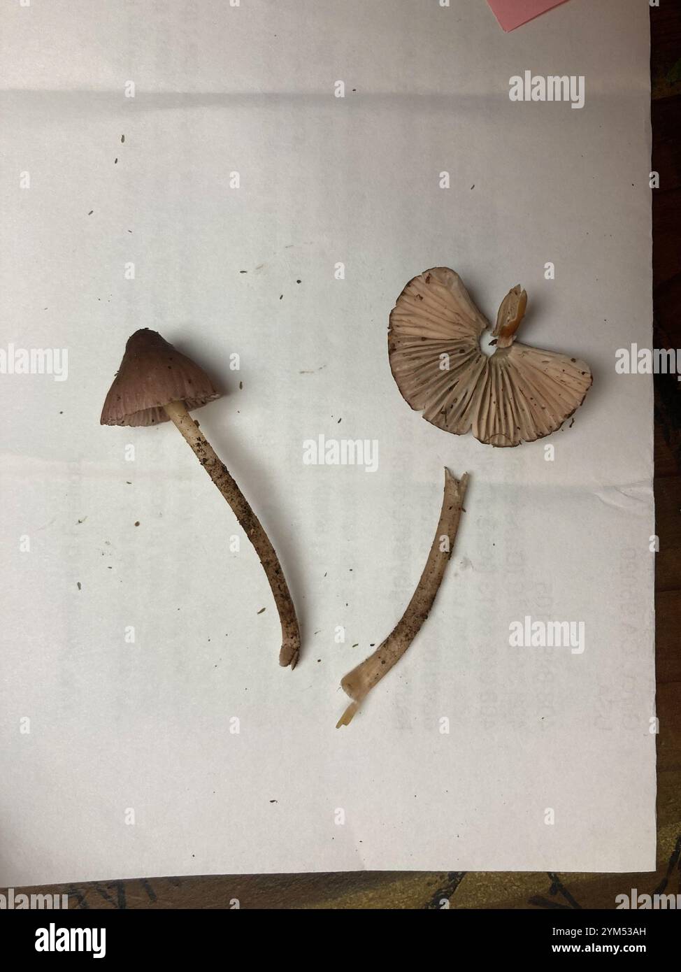 purple-edge bonnet (Mycena purpureofusca Stock Photo - Alamy