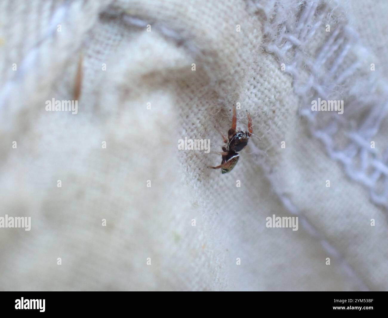 Buttonhook Leafbeetle Jumping Spider (Sassacus vitis Stock Photo - Alamy