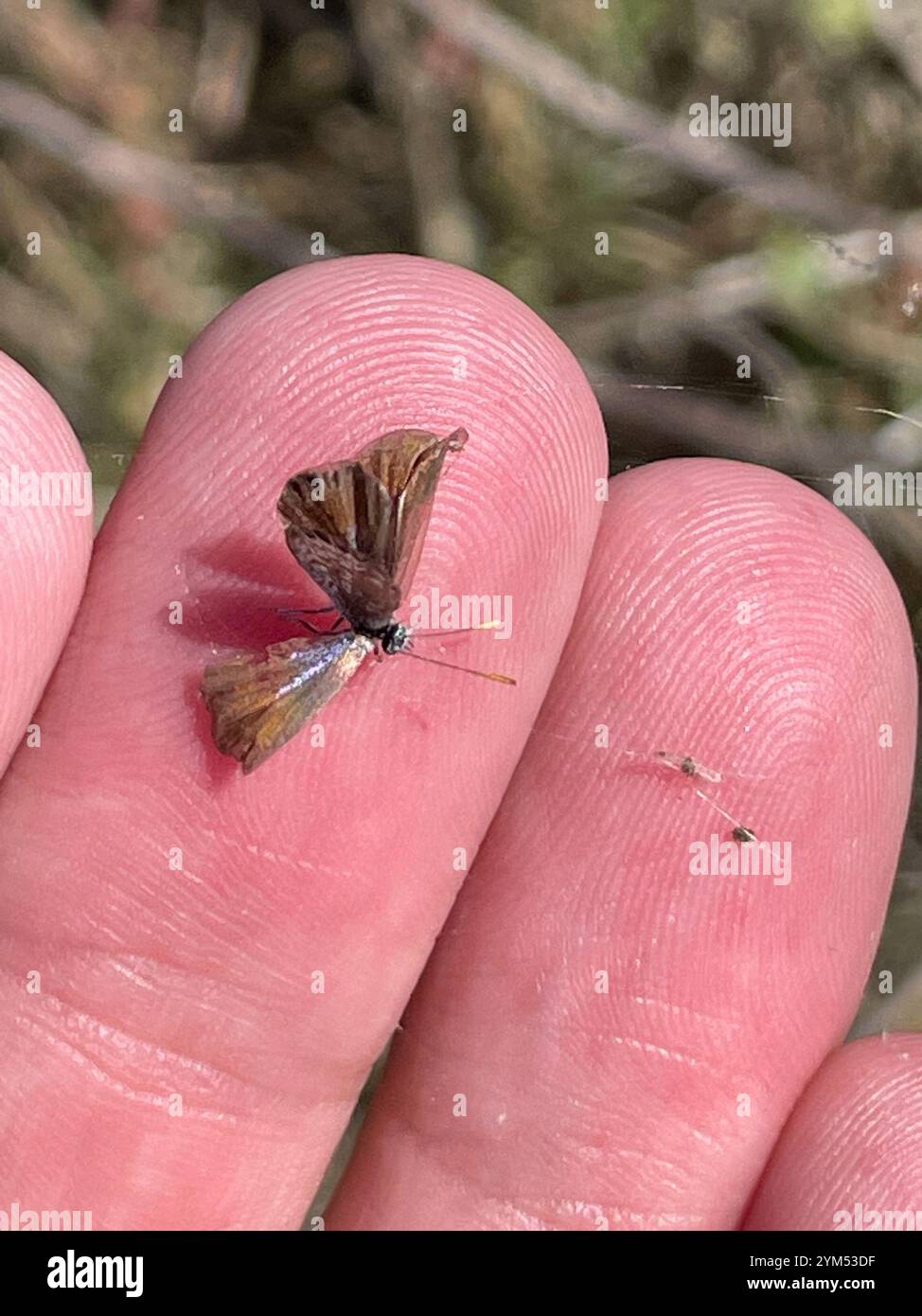 Western Pygmy-Blue (Brephidium exilis Stock Photo - Alamy