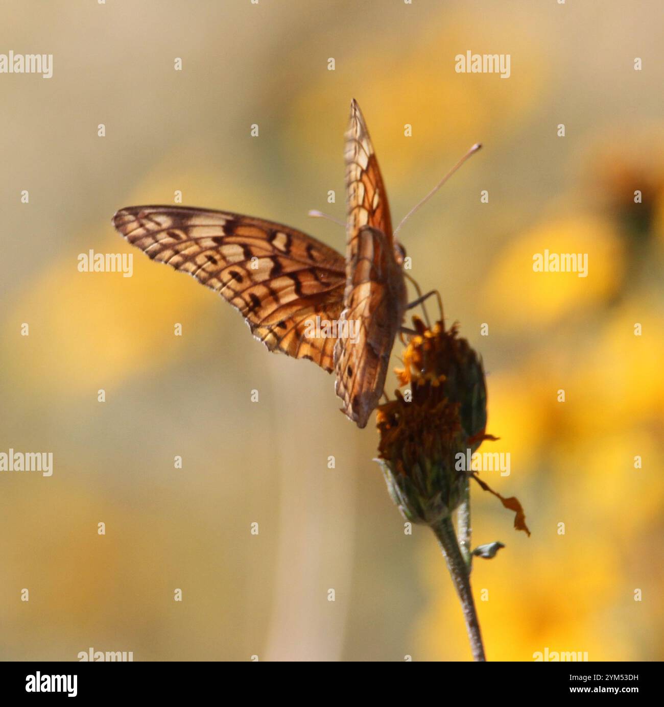 Variegated Fritillary (Euptoieta claudia Stock Photo - Alamy