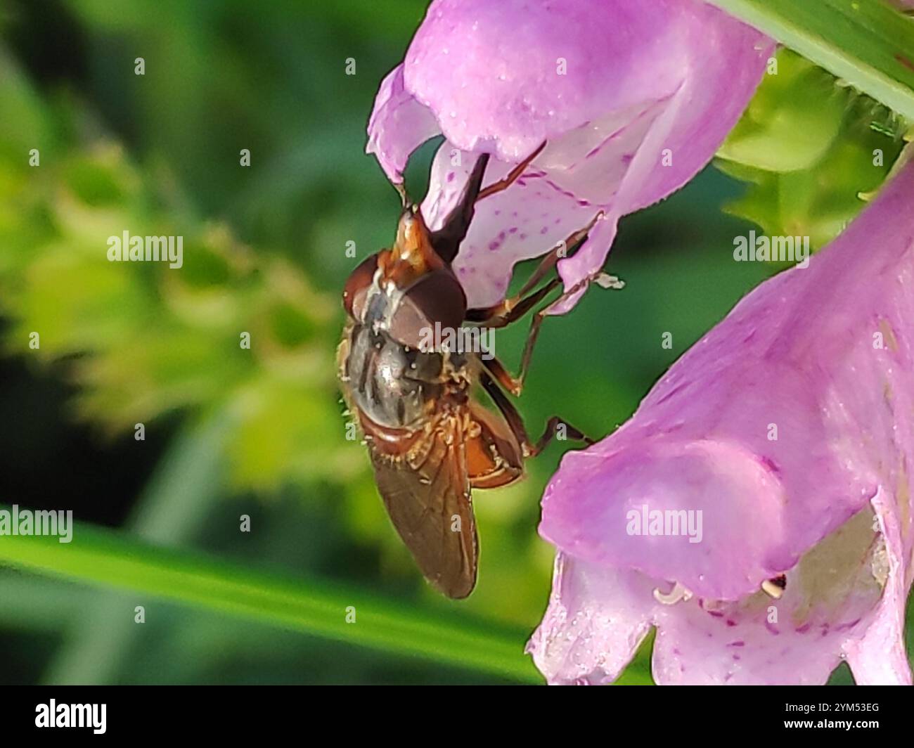 Heineken Fly (Rhingia campestris Stock Photo - Alamy