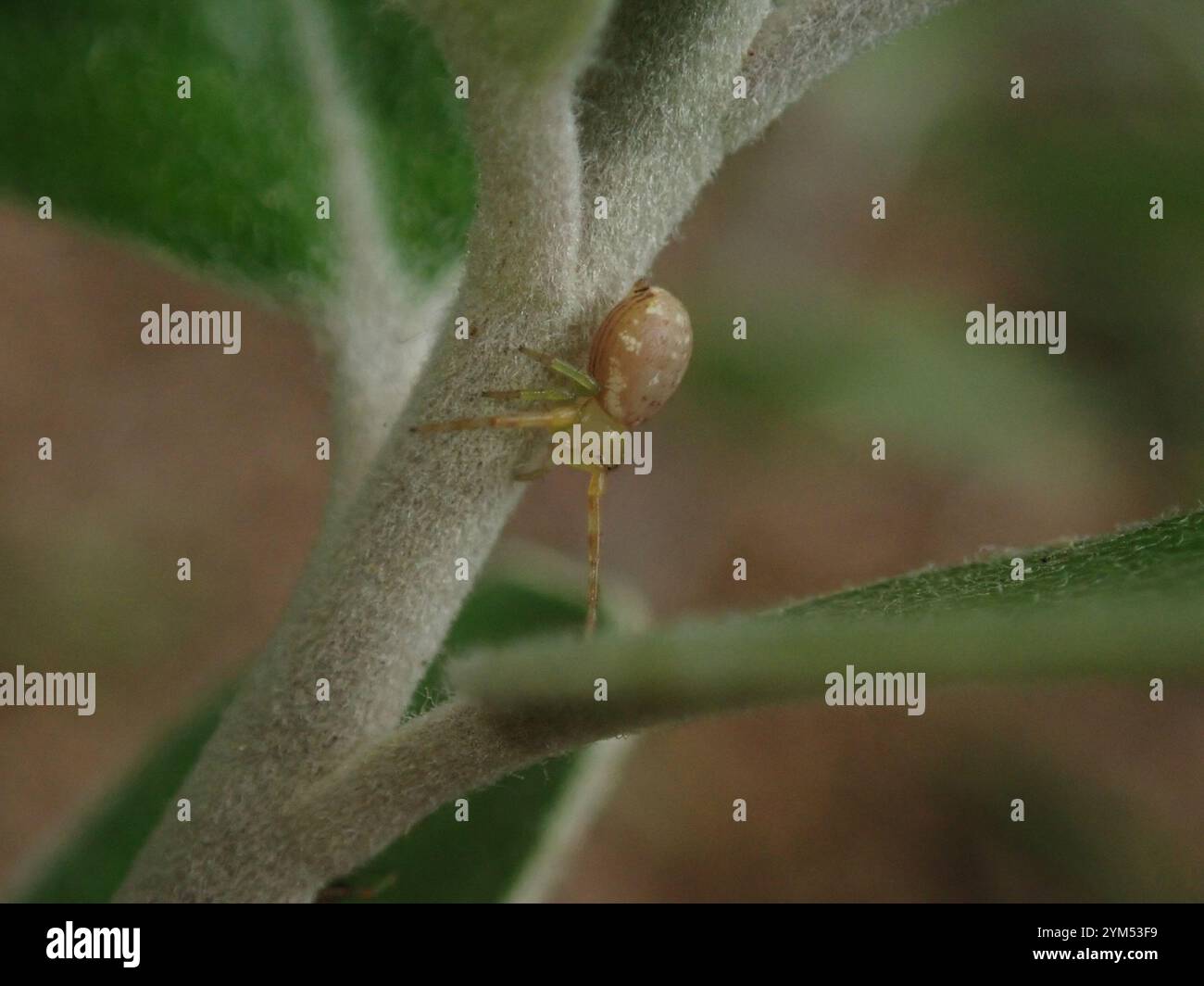 Flower Spiders (Diaea Stock Photo - Alamy