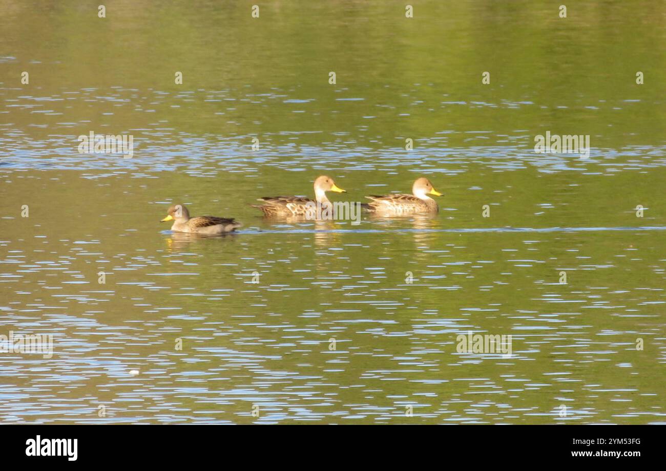 Yellow-billed Pintail (Anas georgica Stock Photo - Alamy