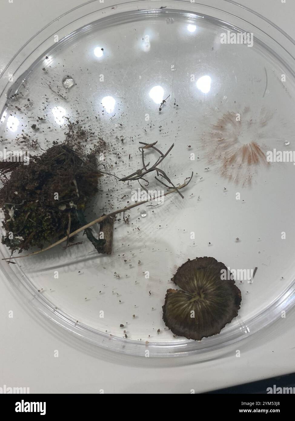 Mouse-pee Pinkgill (Entoloma incanum Stock Photo - Alamy