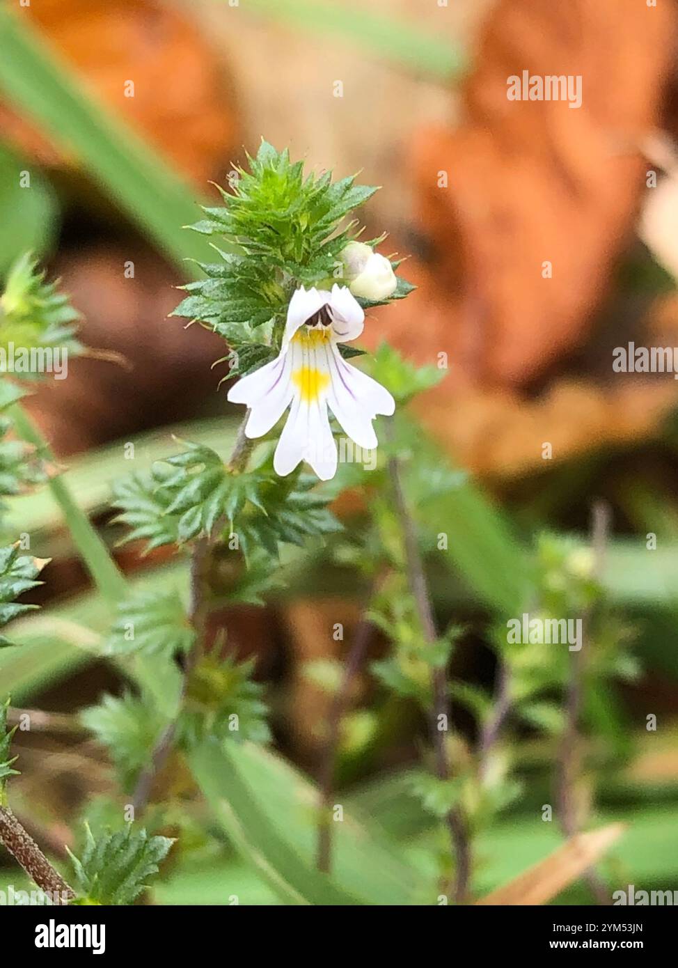 Common Eyebright (Euphrasia nemorosa Stock Photo - Alamy