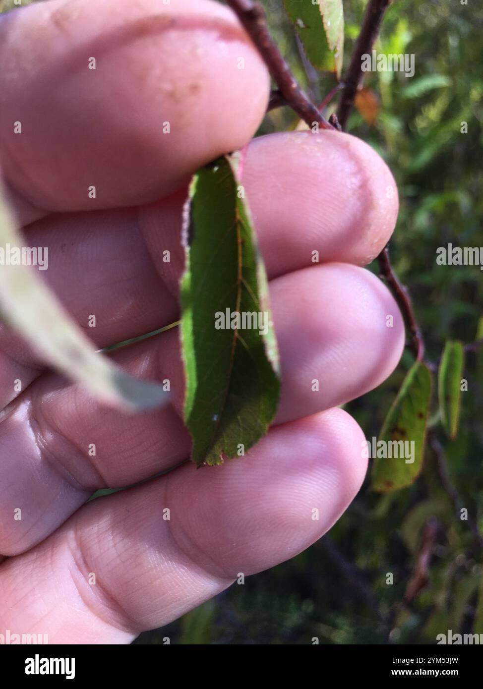 Chickasaw plum (Prunus angustifolia Stock Photo - Alamy