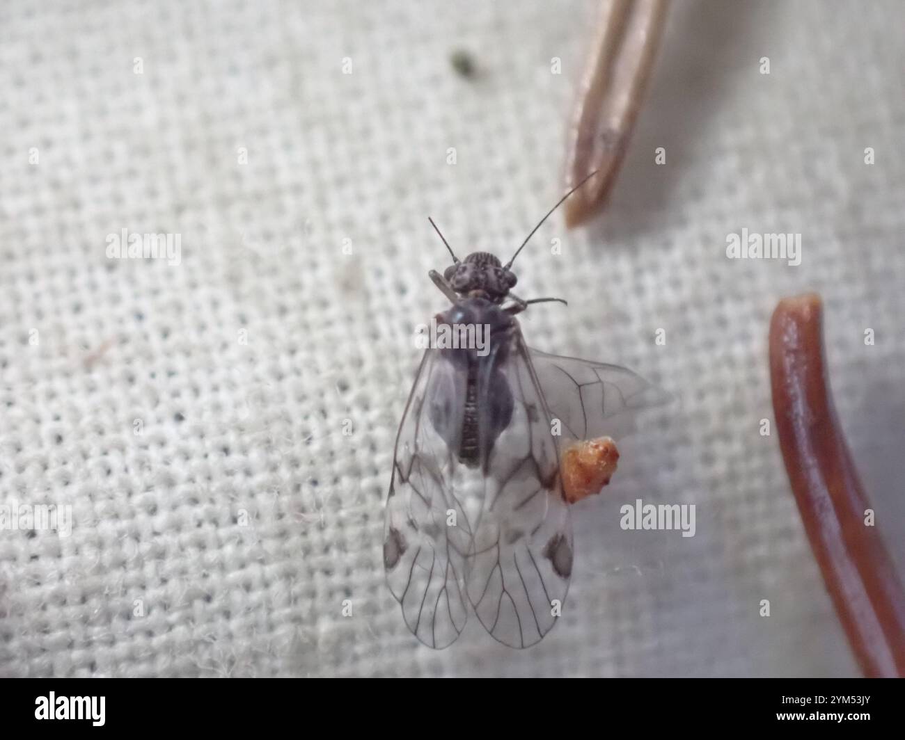 Common Barklice (Psocidae Stock Photo - Alamy