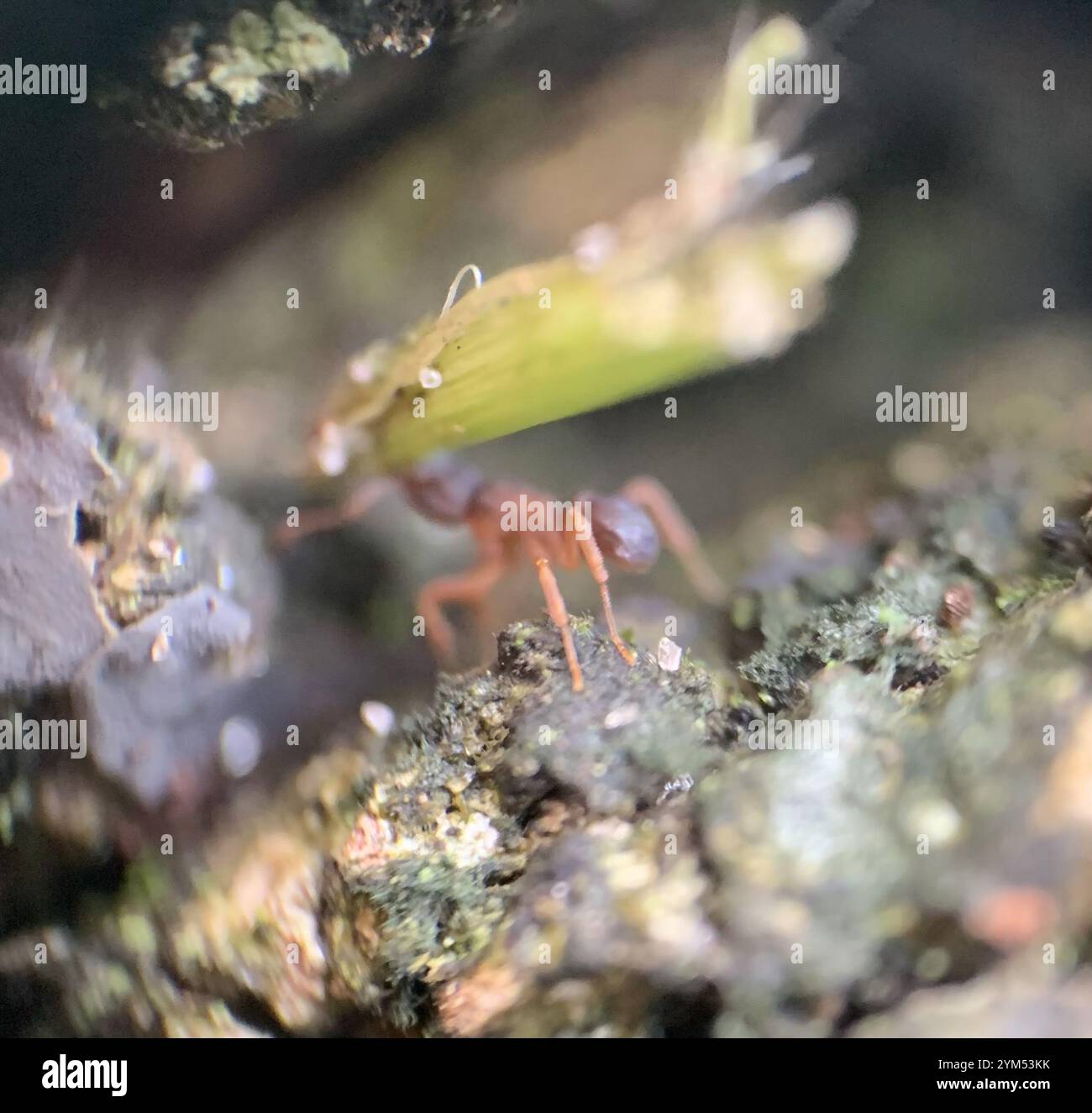 Minute Fungus-farming Ant (Cyphomyrmex minutus Stock Photo - Alamy