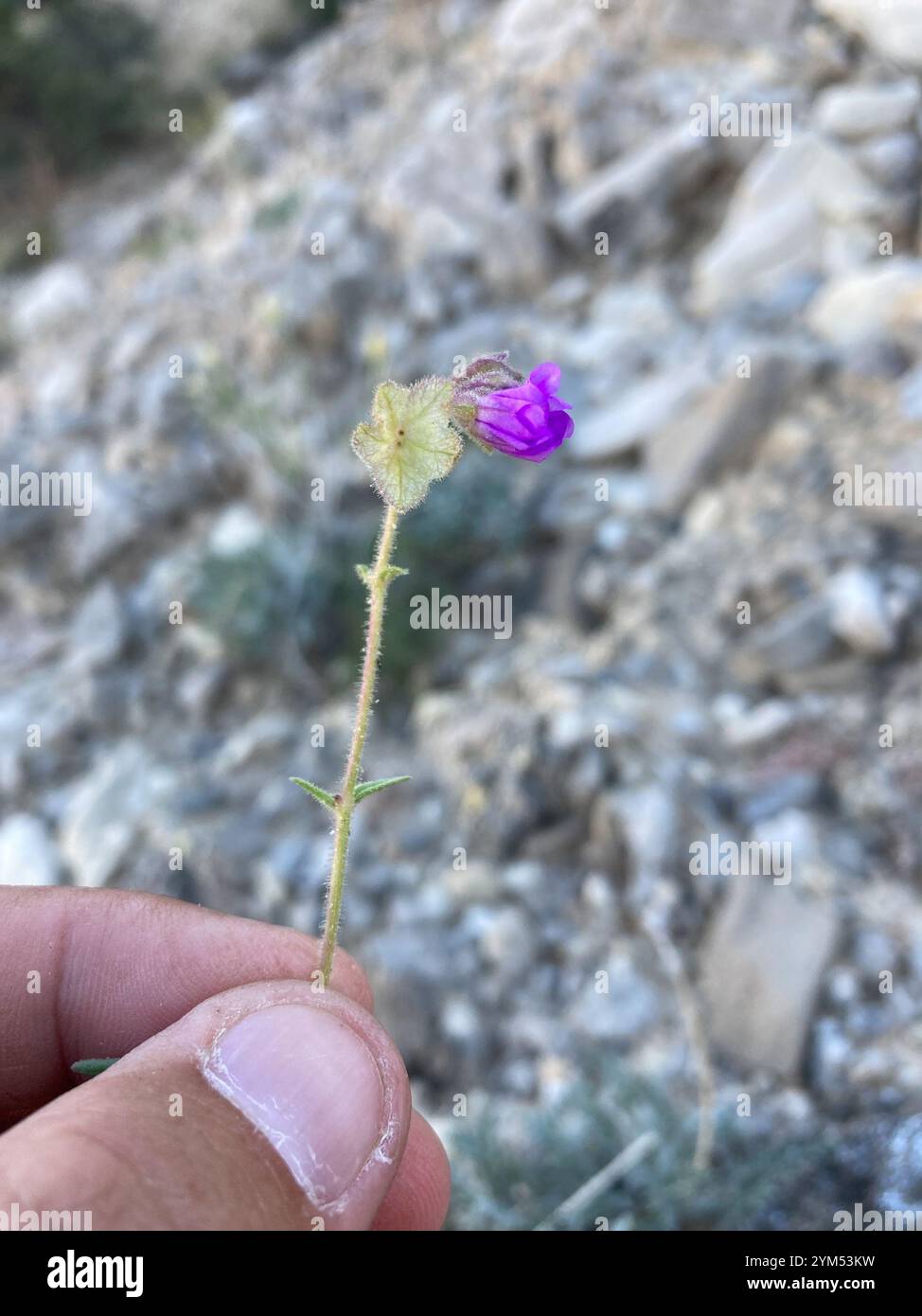 Narrowleaf Four o'Clock (Mirabilis linearis Stock Photo - Alamy