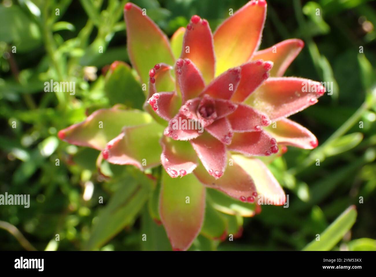 Common Pagoda (Mimetes cucullatus Stock Photo - Alamy