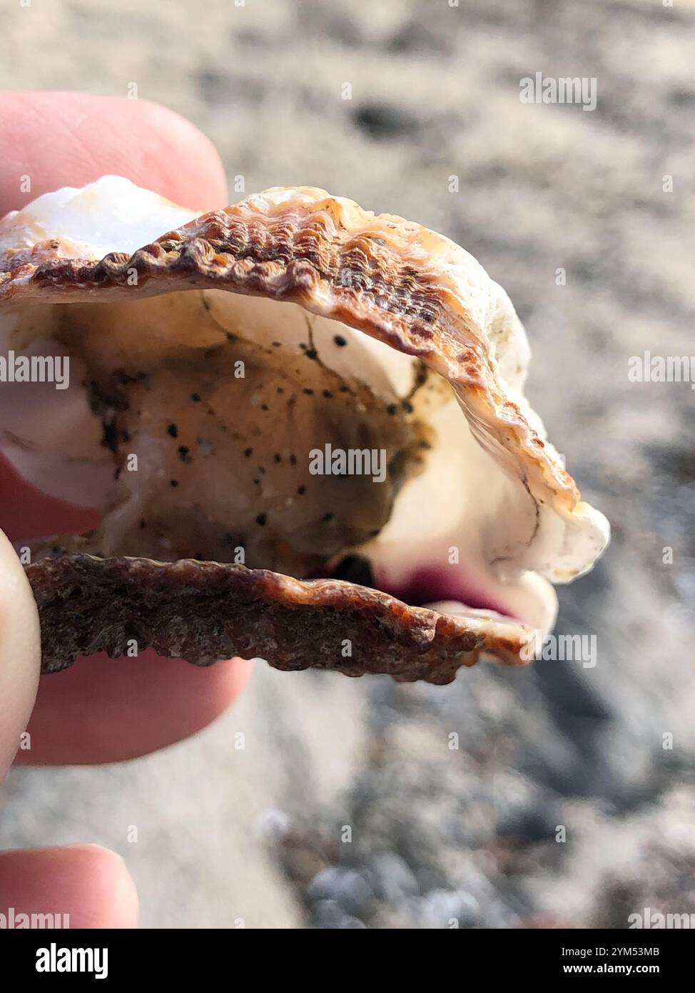 Giant Rock Scallop (Crassadoma gigantea Stock Photo - Alamy