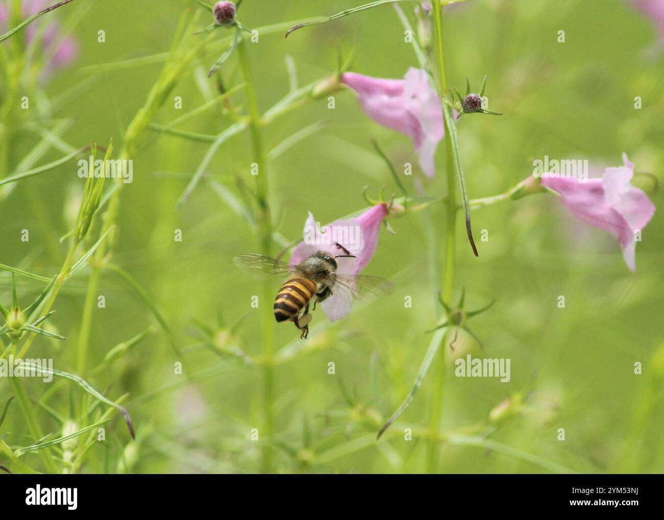 Indian Honey Bee (Apis cerana indica Stock Photo - Alamy
