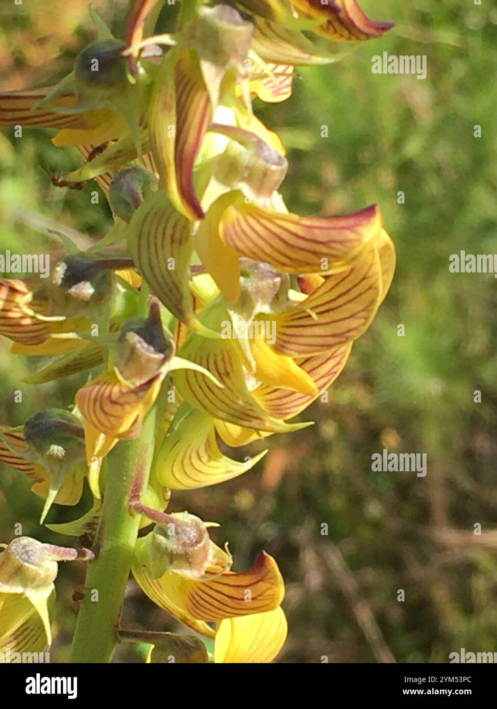 Crotalaria pallida hi-res stock photography and images - Alamy