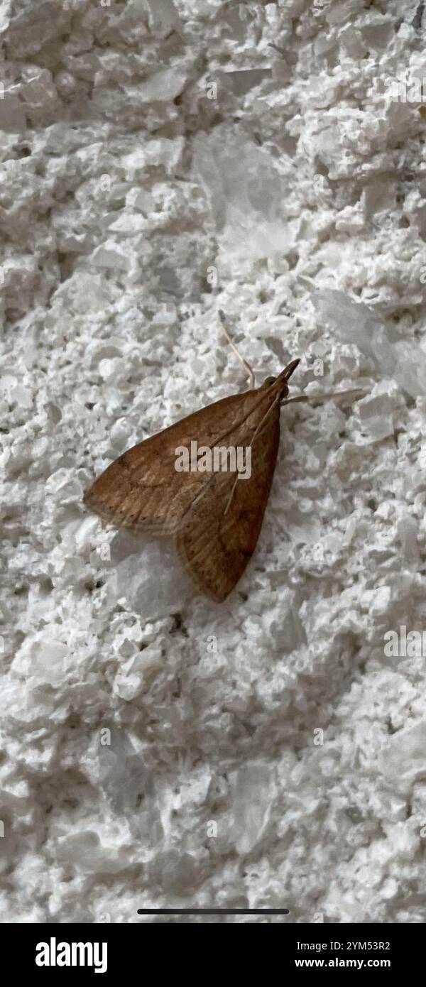 Leaftier moth hi-res stock photography and images - Alamy