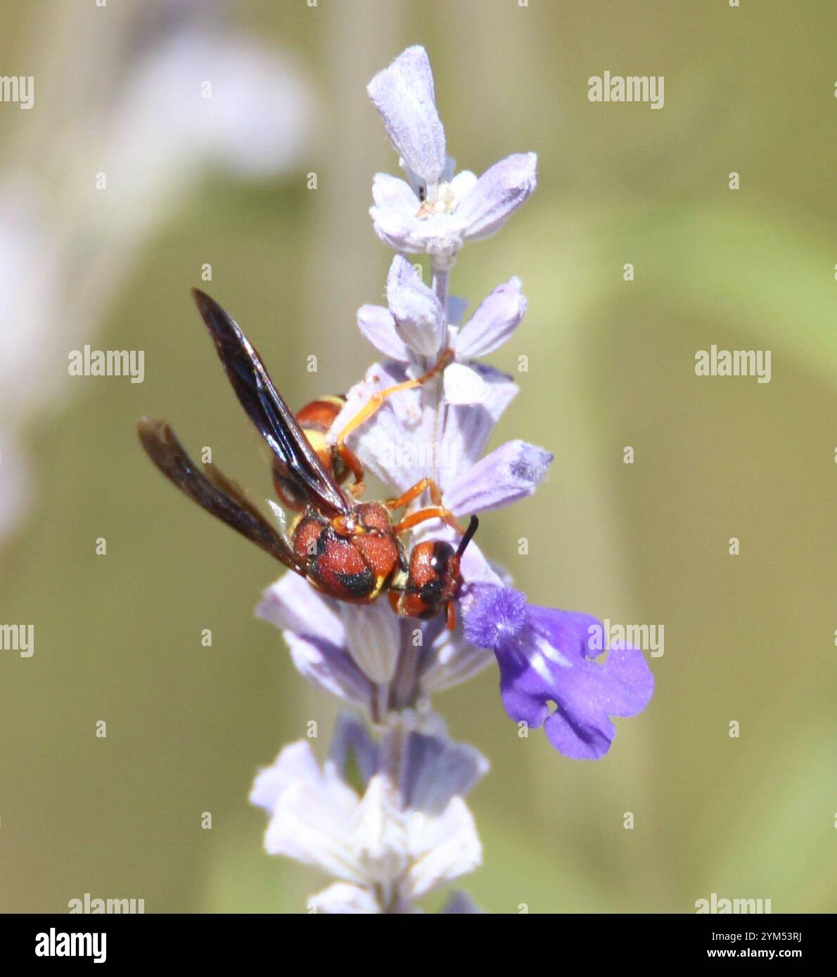 Water-walking wasp (Euodynerus crypticus Stock Photo - Alamy