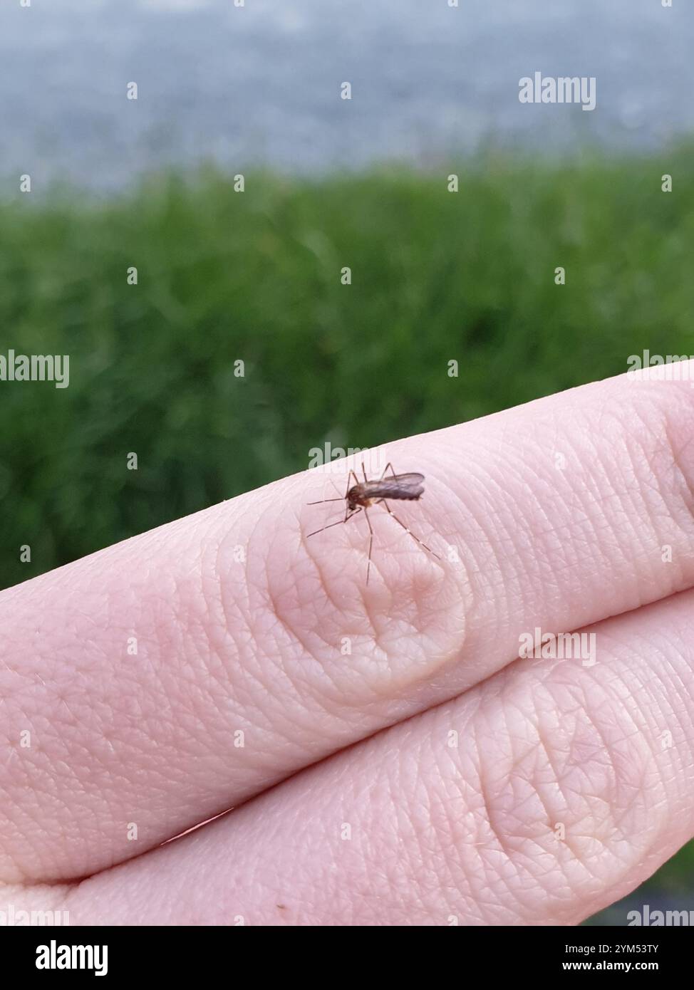 Striped Mosquito (Aedes notoscriptus Stock Photo - Alamy