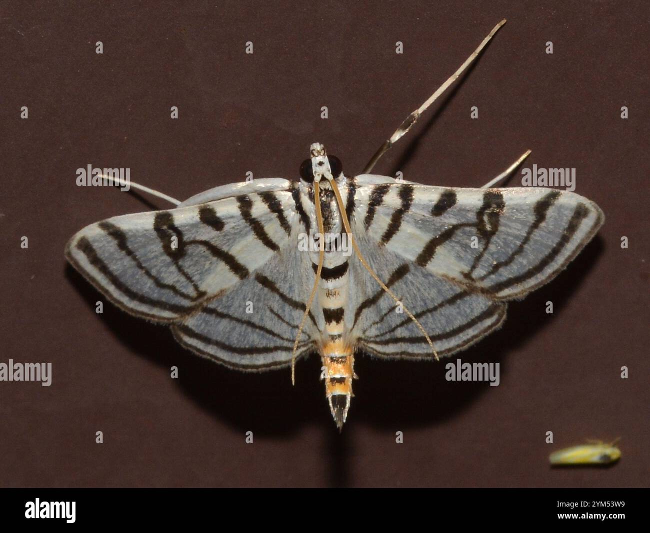 Conchylodes ovulalis hi-res stock photography and images - Alamy