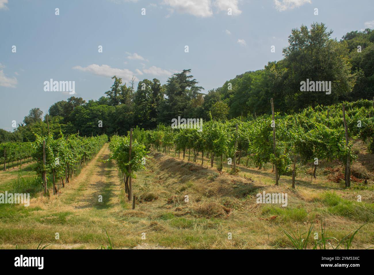 Grape trees and vines and bushes with green grape leaves and branches ...
