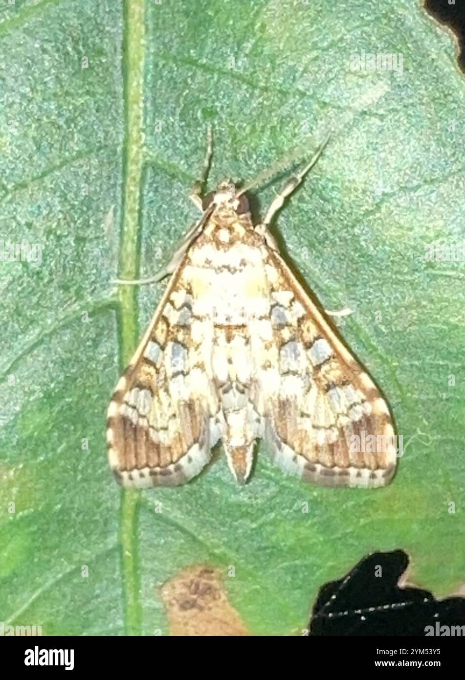 Stained-glass Moth (Samea castellalis Stock Photo - Alamy