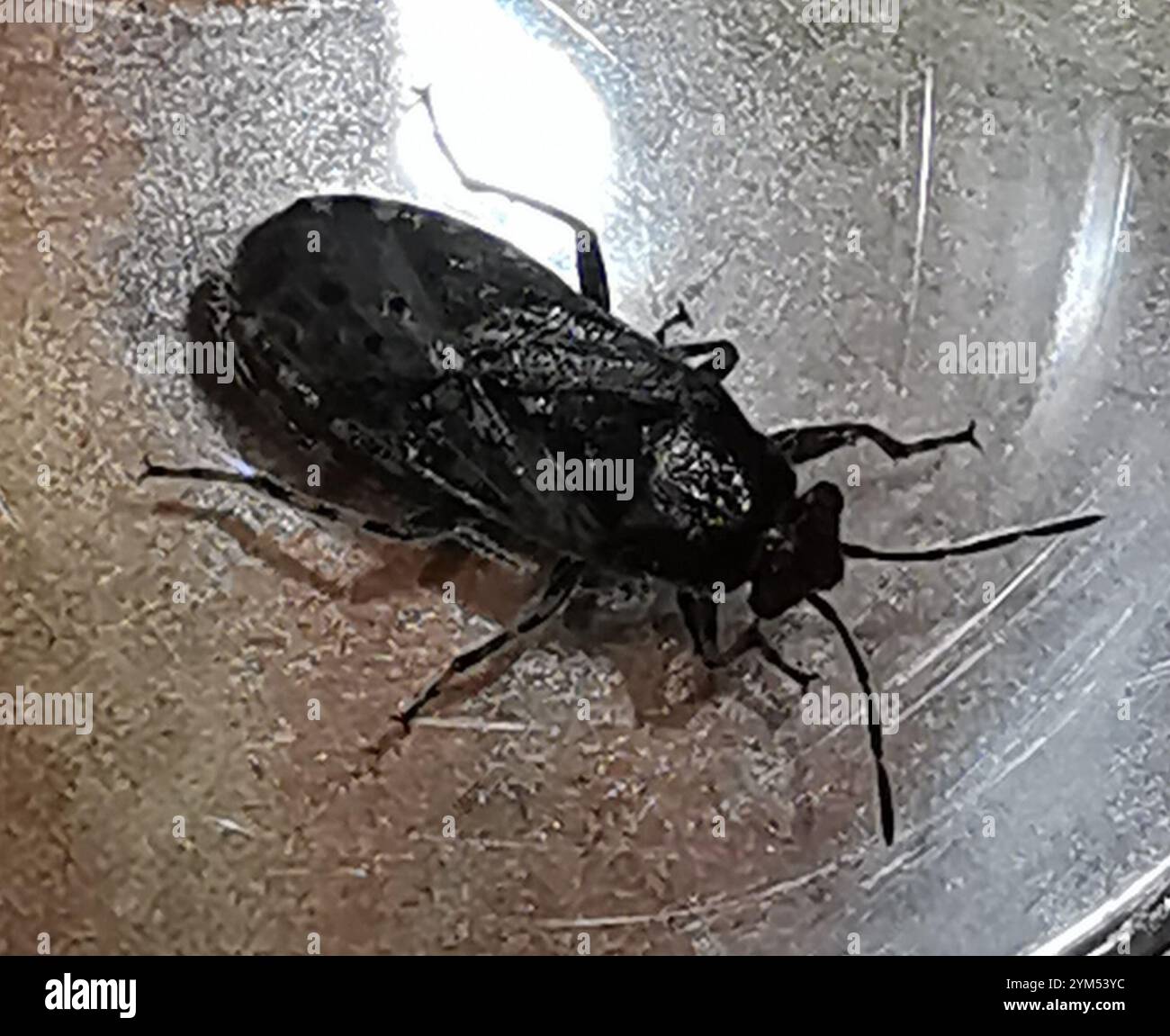Nettle ground bug (Heterogaster urticae Stock Photo - Alamy