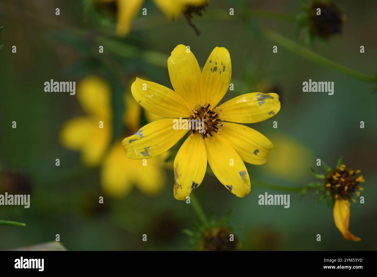 Bearded Beggarticks (Bidens aristosa Stock Photo - Alamy