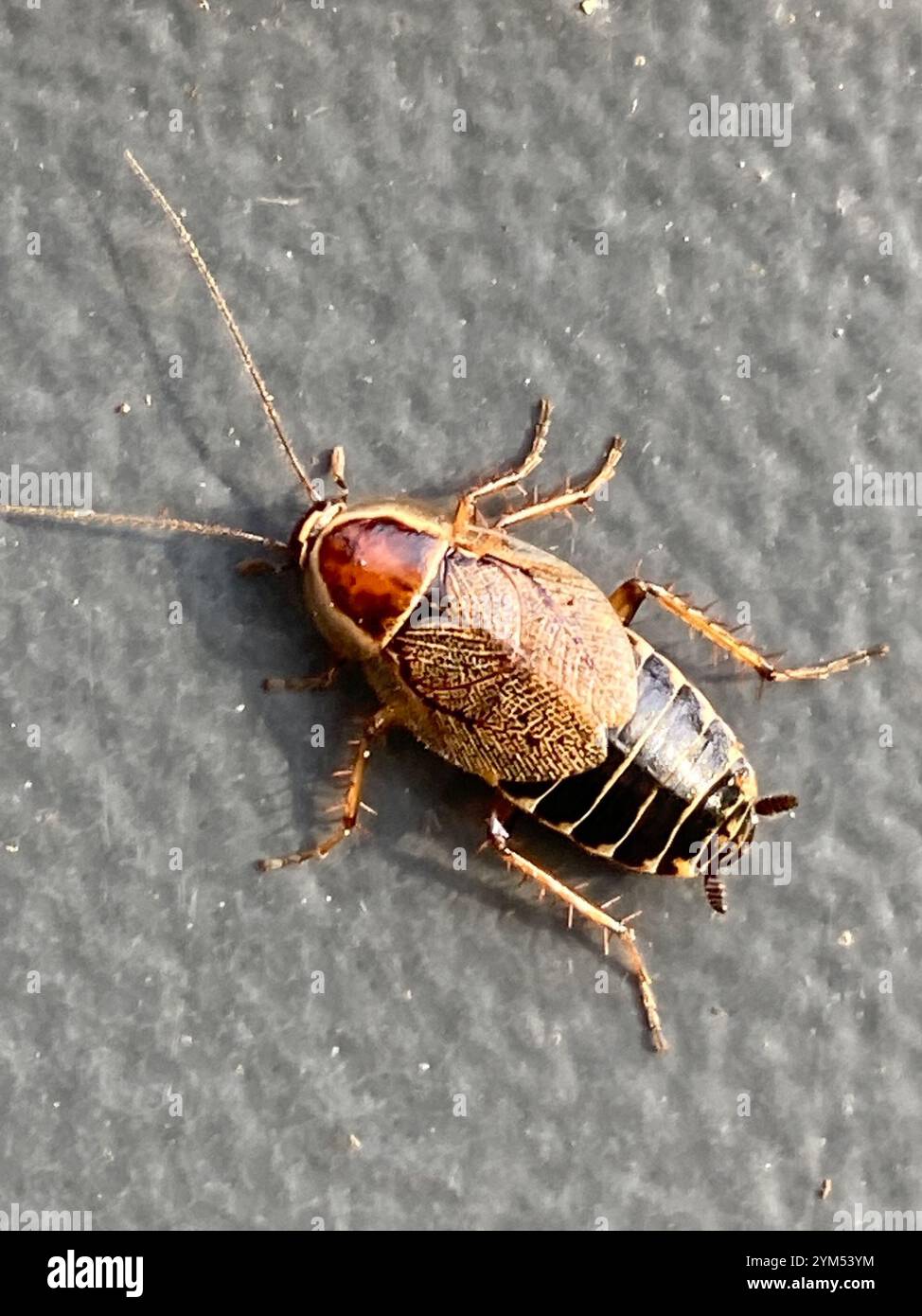 Forest Cockroach (Ectobius sylvestris Stock Photo - Alamy