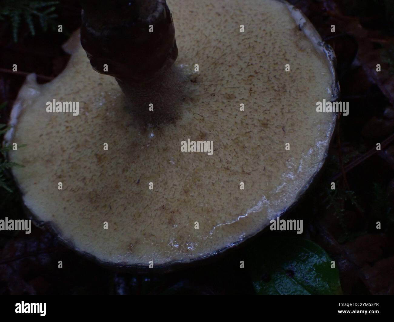 Purple-veiled Slippery Jack (Suillus luteus Stock Photo - Alamy