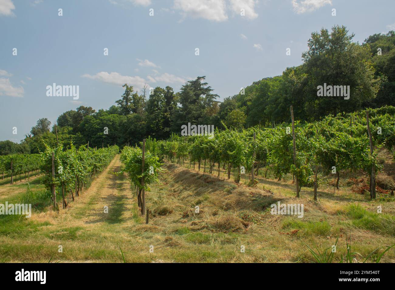 Grape trees and vines and bushes with green grape leaves and branches ...