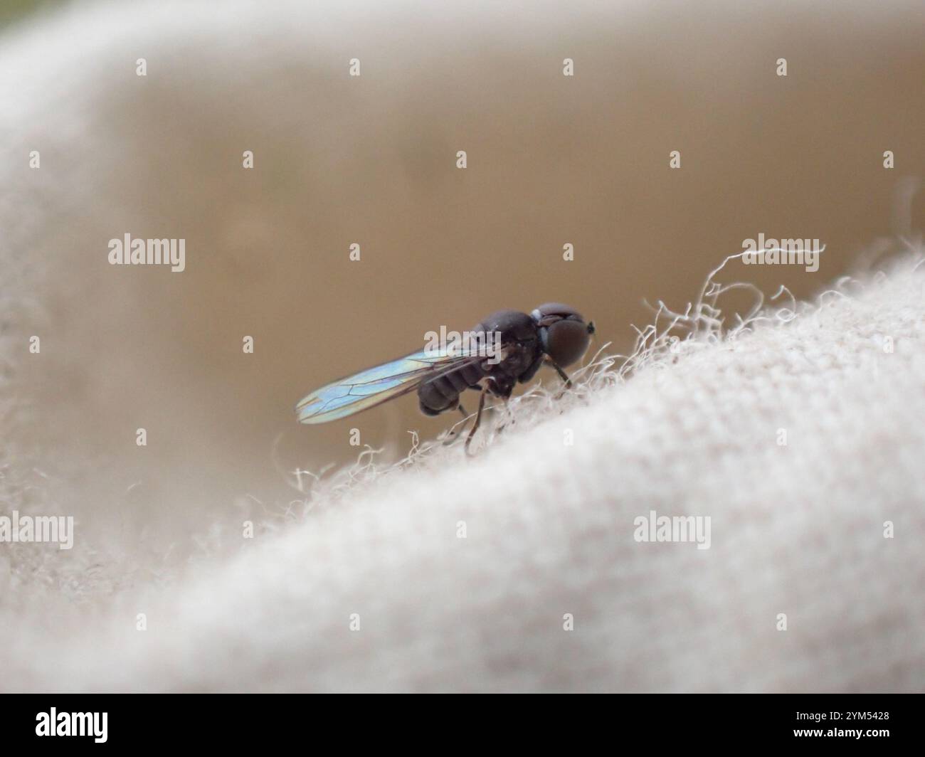 Big-headed Flies (Pipunculidae Stock Photo - Alamy