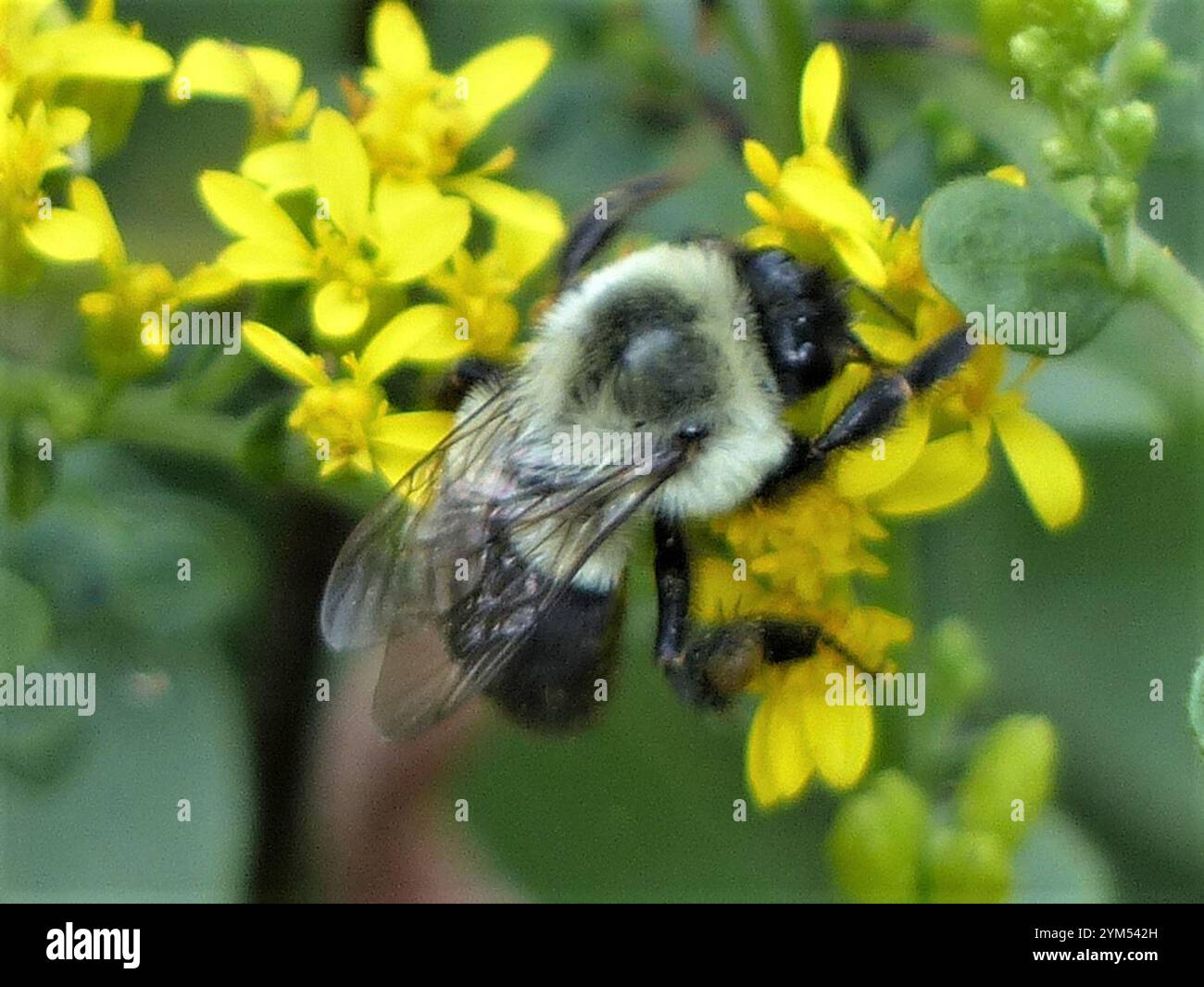Common Eastern Bumble Bee (Bombus impatiens Stock Photo - Alamy