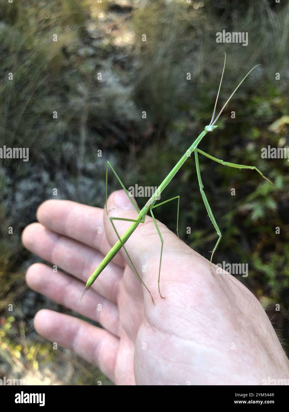Brunneria hi-res stock photography and images - Alamy
