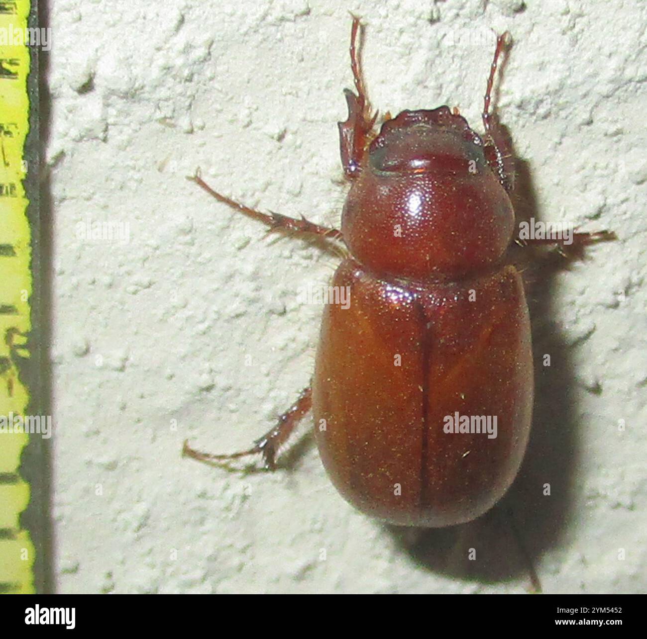 June Beetles (Melolonthinae Stock Photo - Alamy