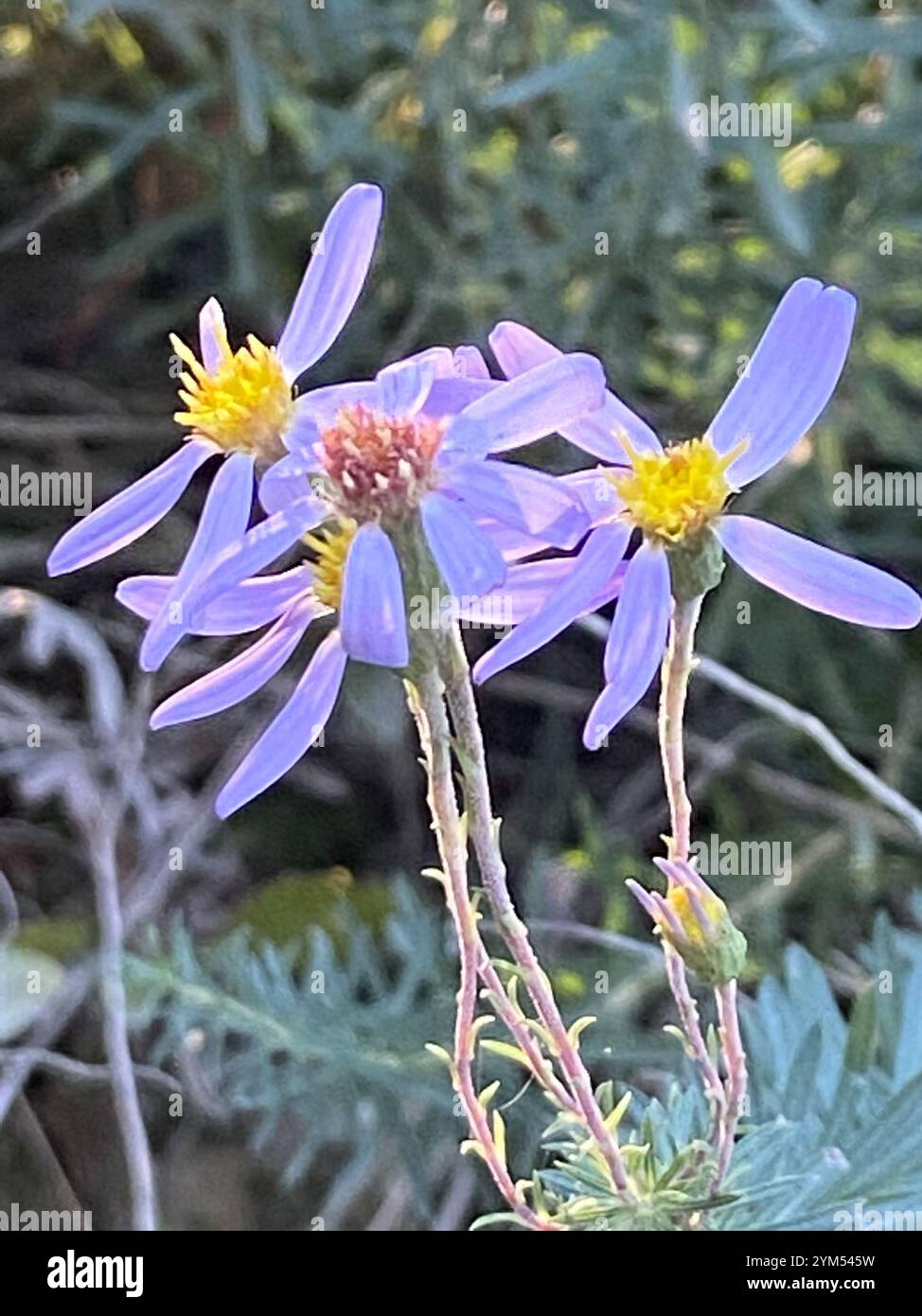 Flax-leaved Aster (Ionactis linariifolia Stock Photo - Alamy