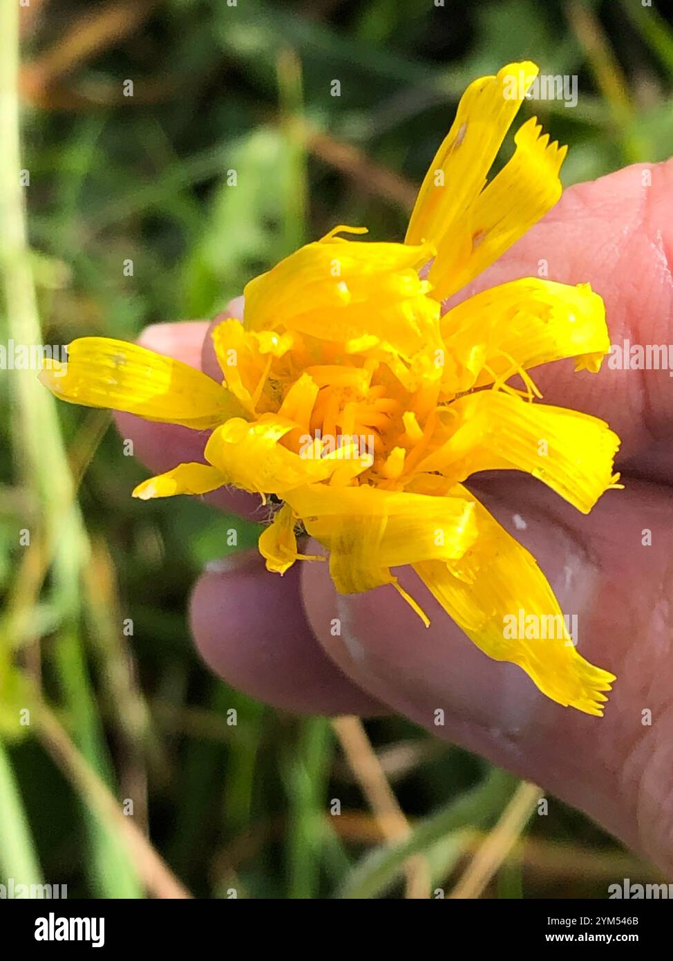 Rough Hawkbit (Leontodon hispidus Stock Photo - Alamy