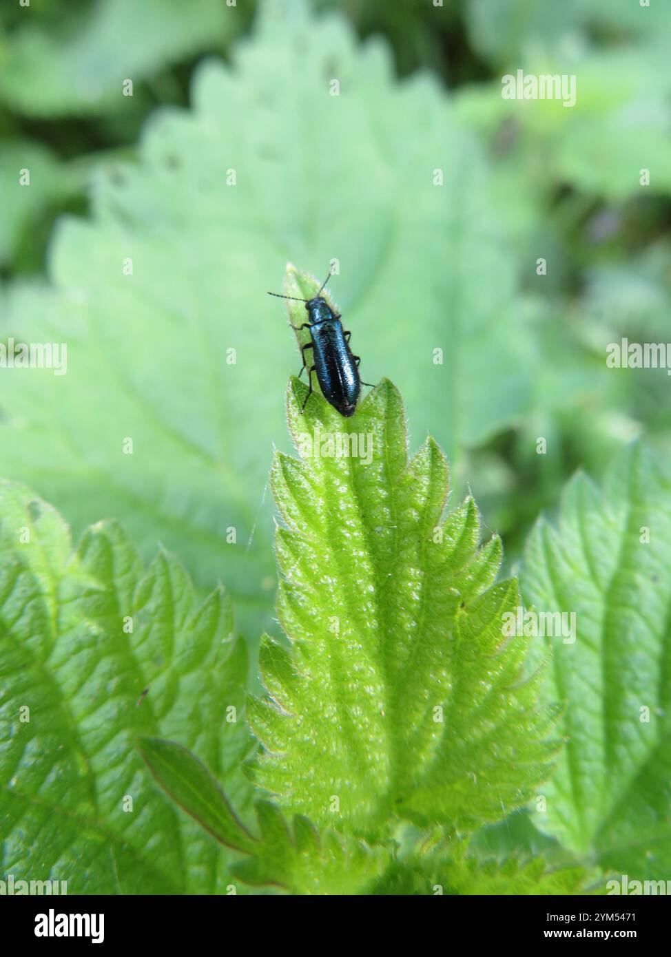 Dasytes caeruleus hi-res stock photography and images - Alamy